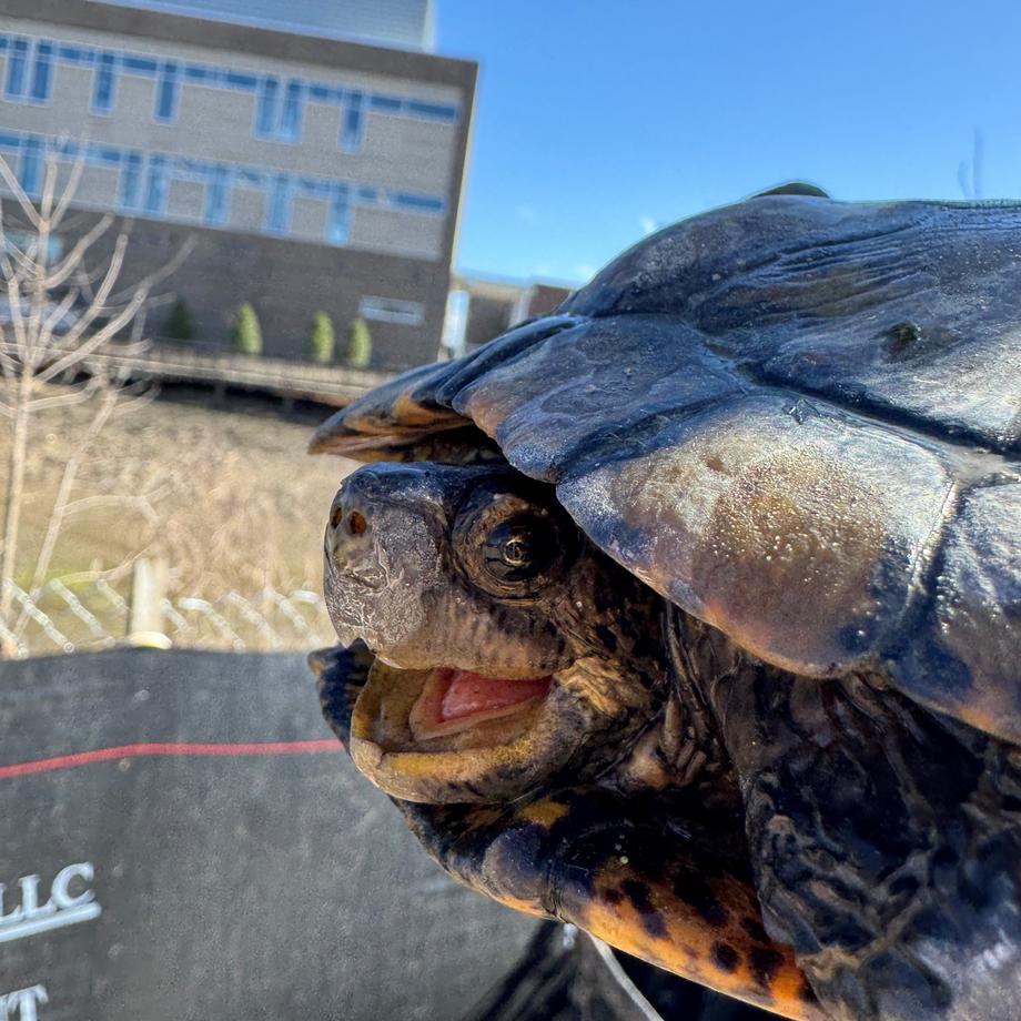 In a muddy turtle rescue at the Potomac Science Center, slow and steady ...